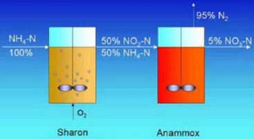 Anammox | SSWM - Find tools for sustainable sanitation and water ...